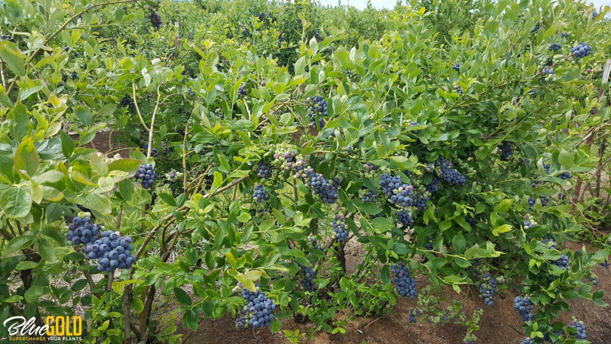 Blue Gold™ Results On Cid’s Organic Blueberry Farm In Minnesota ...